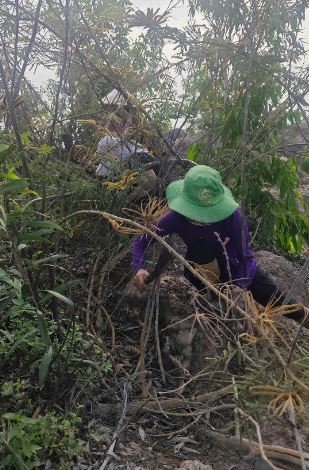 INSEE CLEARED INVASIVE PLANTS - ACTING FOR BIODIVERSITY - Siam City ...